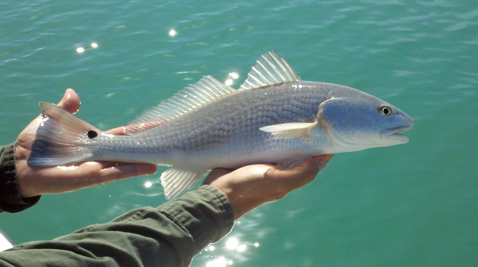 The Key West Flats Angler: Redfish in Key West "Rat Reds"