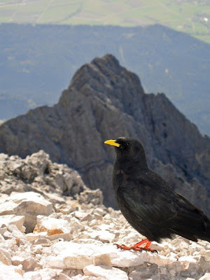 Discovering Alpine Birds: Alpine Chough on winter altitudinal migration