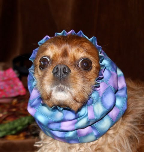 Cavalier Corner: SNOODS!