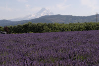 Nelda Mays Photography, Inc.: Lavender Valley, Hood River, Oregon