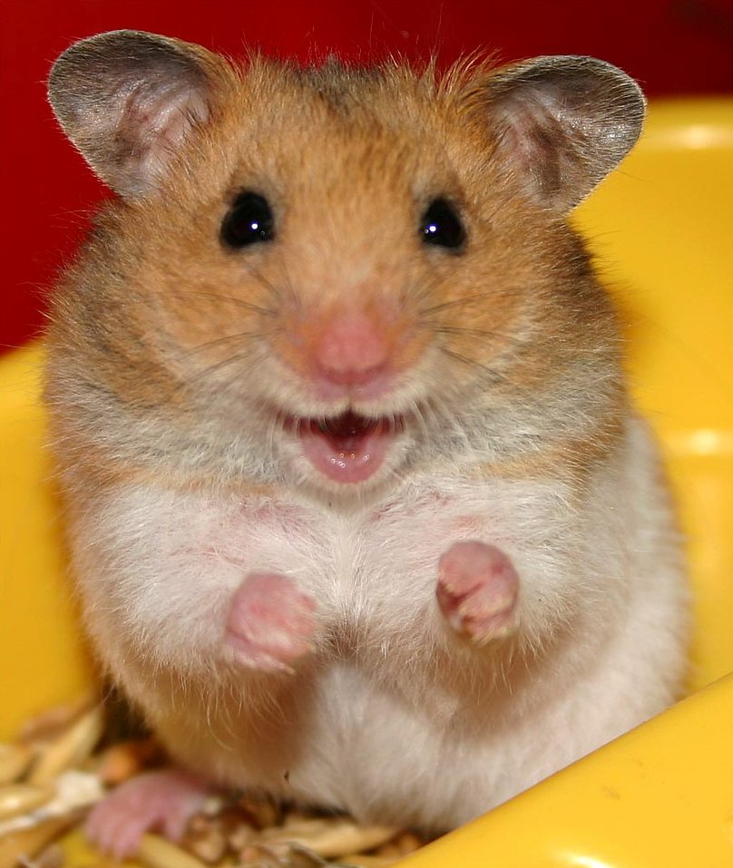 carne para canhão: The hamster called hamster is indeed a happy hamster.