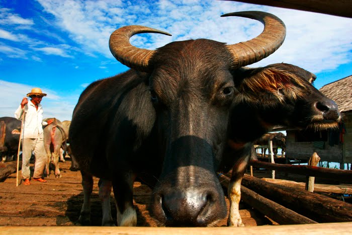 Capture of Nature: Kerbau Rawa Nagara