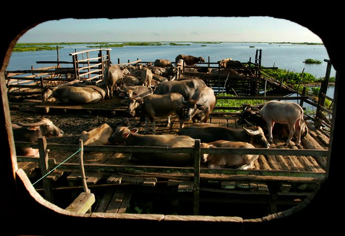 Capture of Nature: Kerbau Rawa Nagara