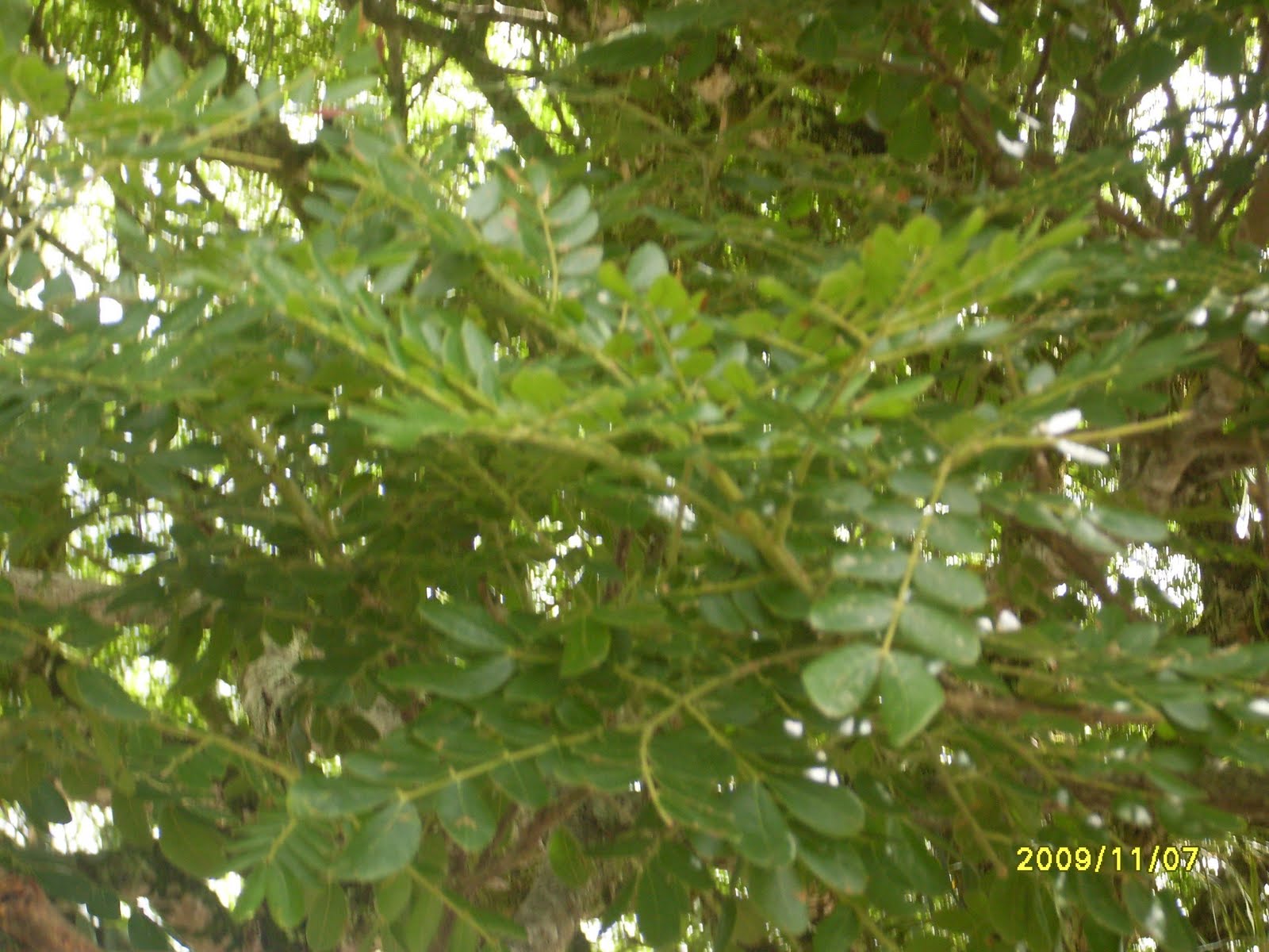 SAMÁN | plantasmaderables11a