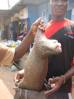 Eden Ghana Diary 2009: Grasscutter