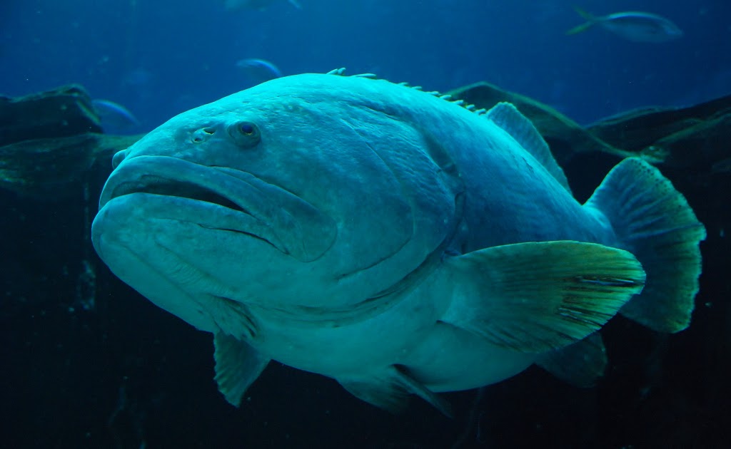 Written Inc.: Wordless Wednesday - Big fish in a small pond