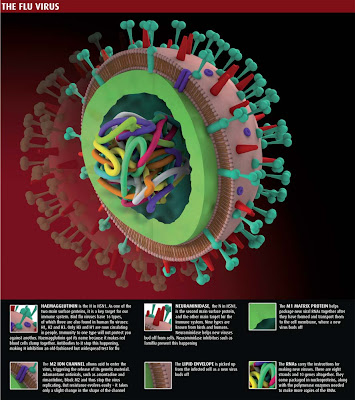H1N1 Flu by crabsallover: Flu virus structure