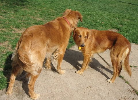 A Dogs Life, the real story: Rescued Ruby, and her rescue story!