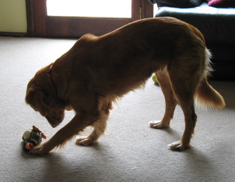A Dogs Life, the real story: Ruby, a dog comes alive!