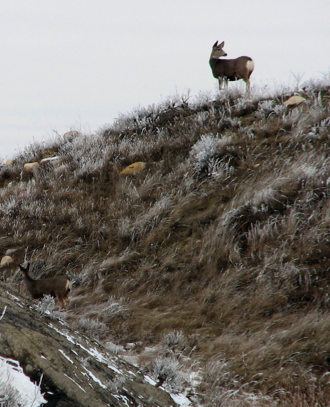Still Life With Birder: Mulies