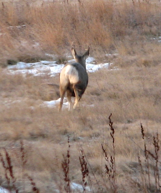 Still Life With Birder: Mulies