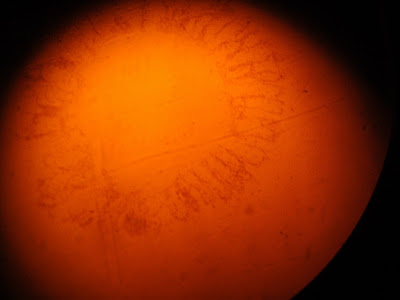 Laboratorio de Biología Animal: 26/03/2007 -- Práctica 3: Phylum Porífera