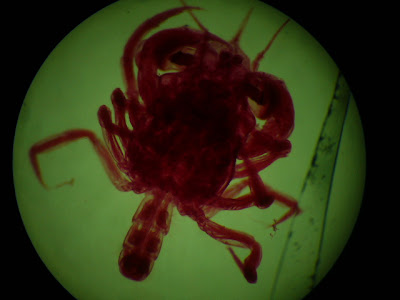 Laboratorio de Biología Animal: 17/05/2007 -- Práctica 11: Phylum ...
