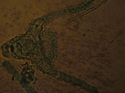 Laboratorio de Biología Animal: 24/05/2007 -- Práctica 12: Phylum ...