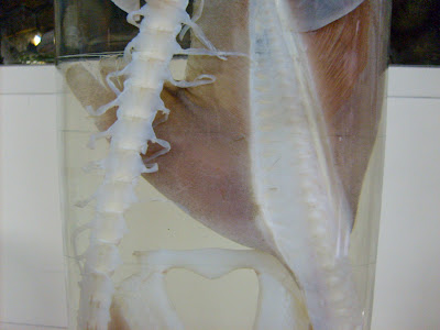 Laboratorio de Biología Animal: 11/06/2007 -- Práctica 14: Phylum ...