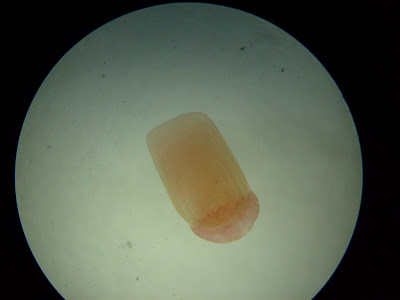 Laboratorio de Biología Animal: 11/06/2007 -- Práctica 14: Phylum ...