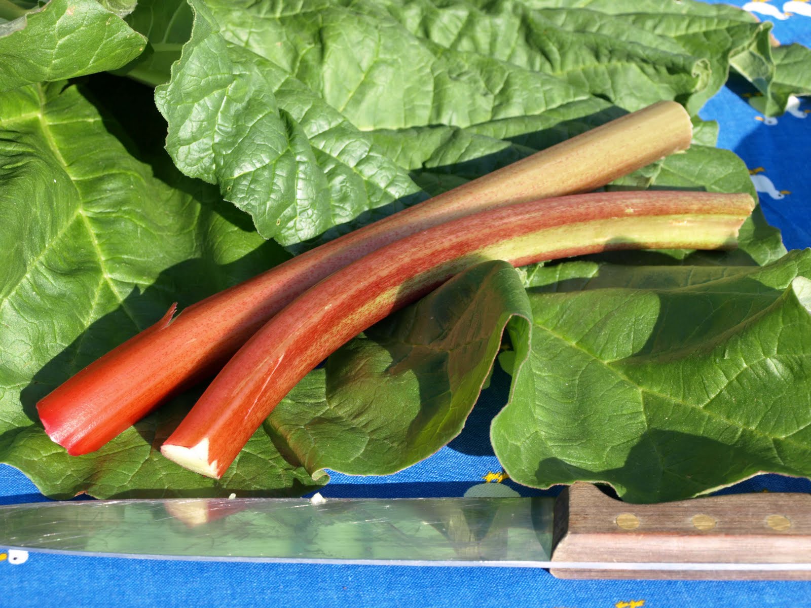 Urtedrops: Mai og rabarbratid