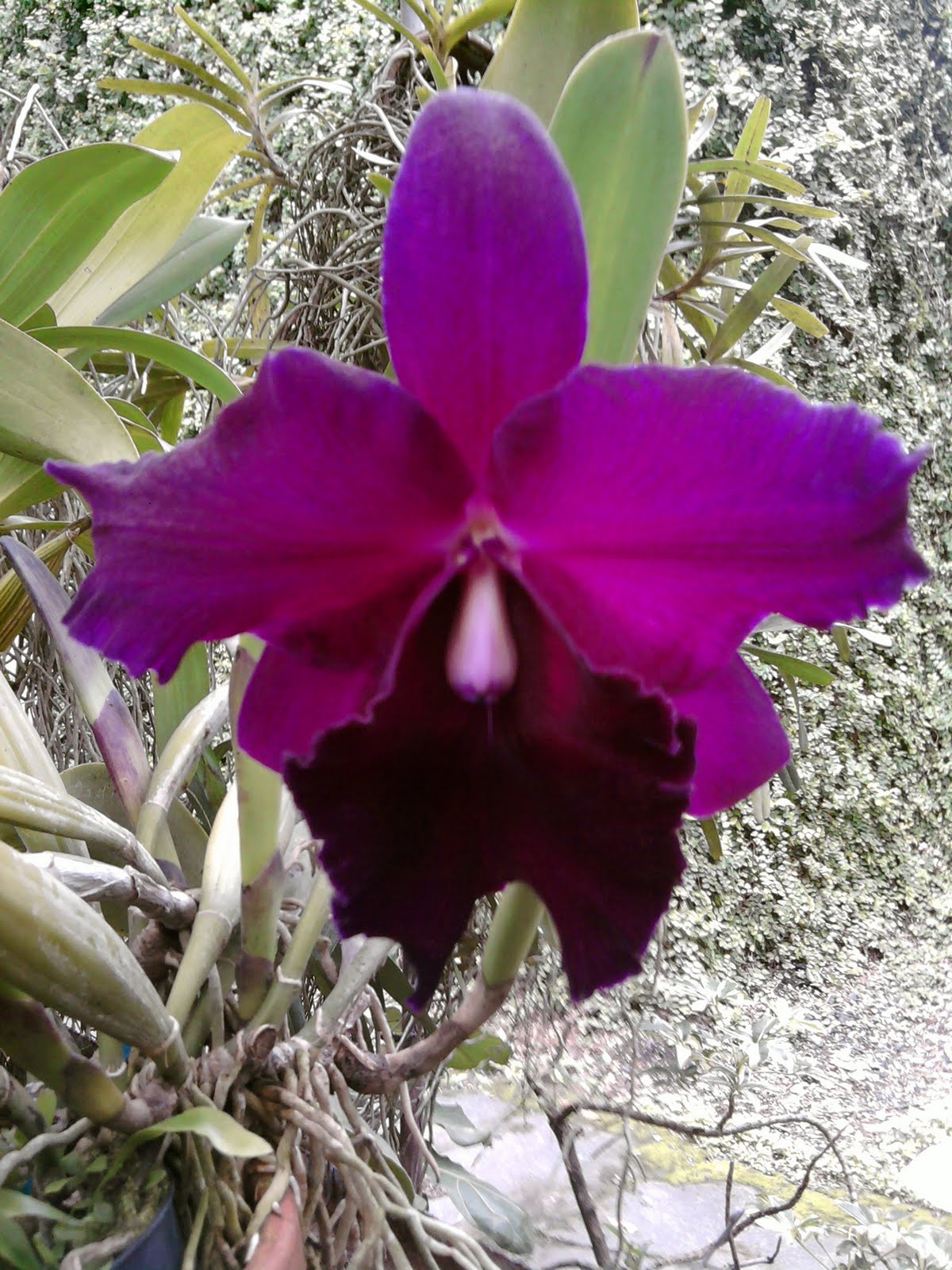 TISSUE CULTURE AND ORCHIDOLOGI: PERAWATAN ANGGREK