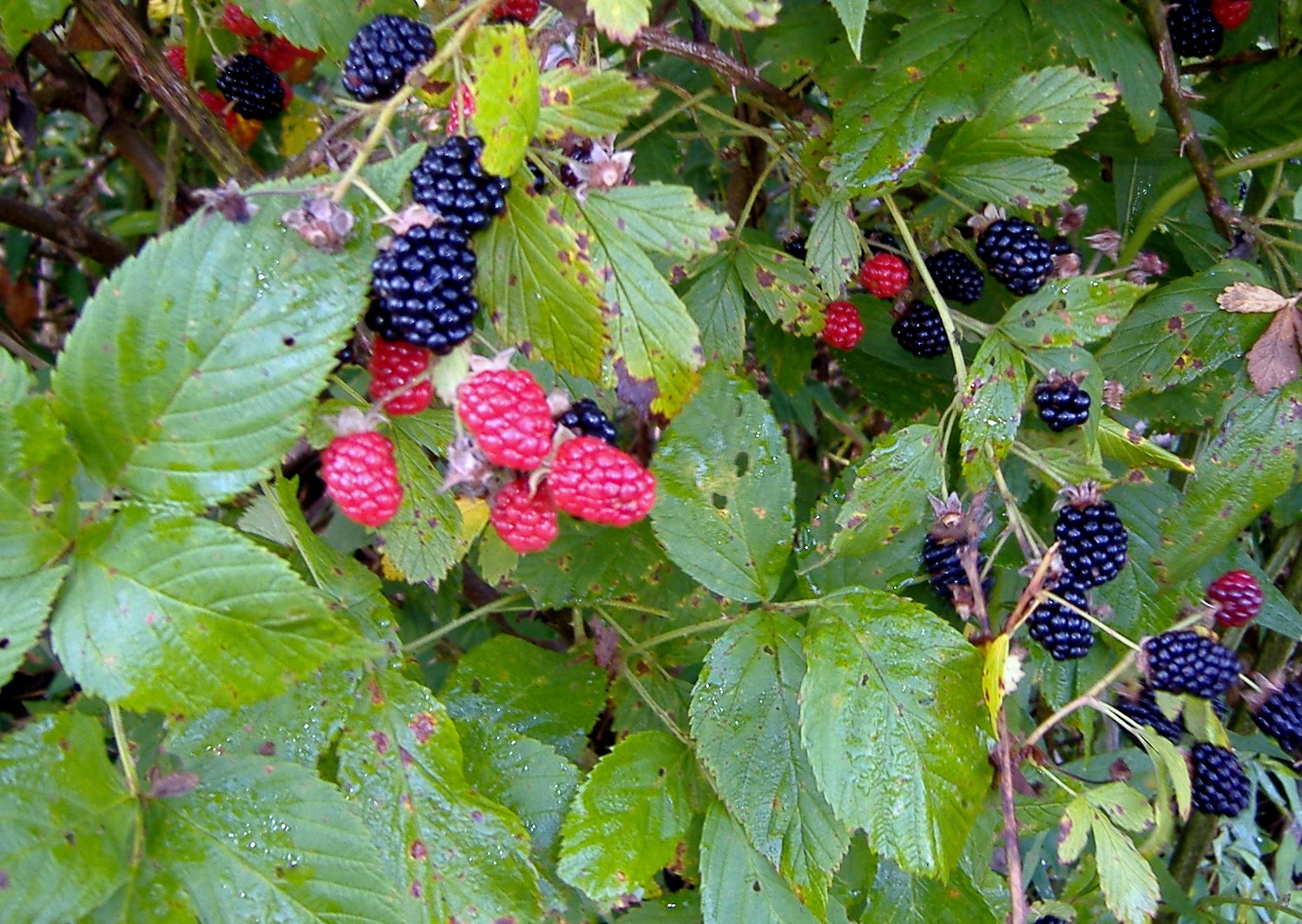 Grams Made It: Blackberries and Breakfast