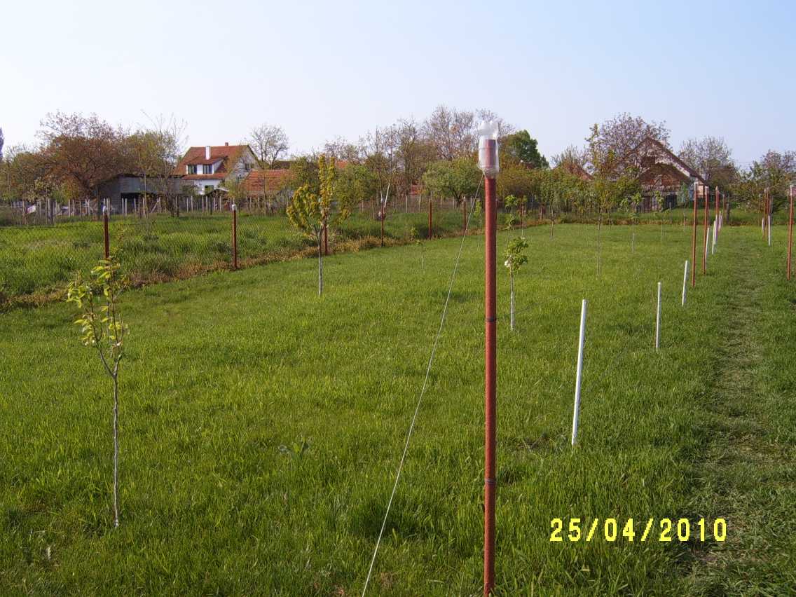 De Vanzare Terenuri si Case in Arad si Ungaria: Vand casa in Battonya ...