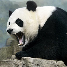 Animais em vias de extinção.: Panda Gigante