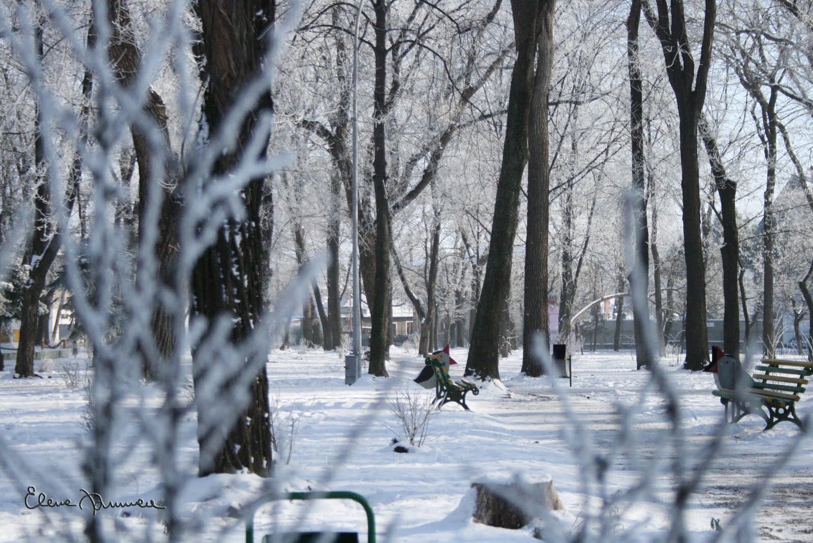 Elena - the photographer: Winter in Bălţi, Moldova