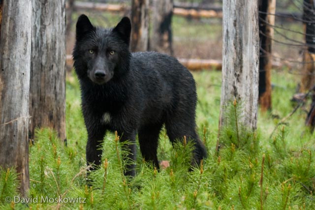 David Moskowitz Photography: Pacific Northwest Wildlife, Tracks ...