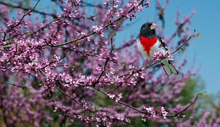 Dan Williams Bird Photography: Tennessee Spring