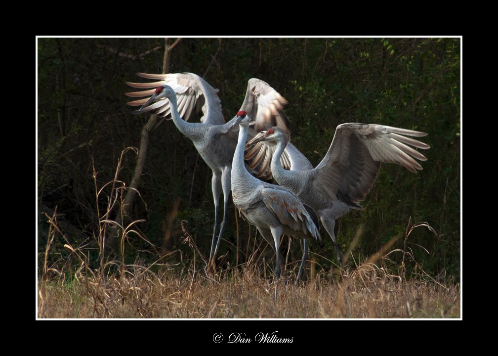 Dan Williams Bird Photography: What Makes "Fine Art" Photography