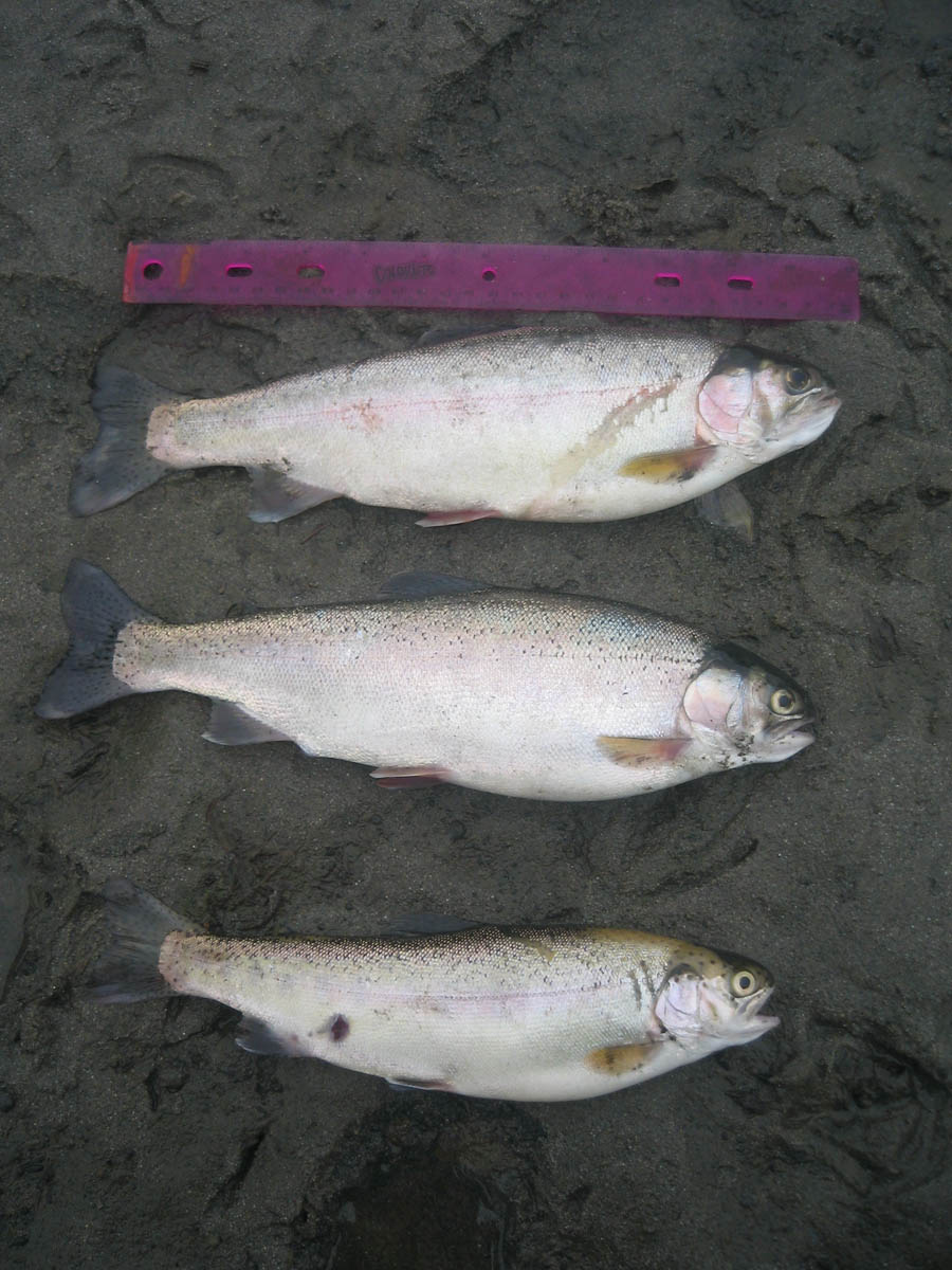 Estuary Fish