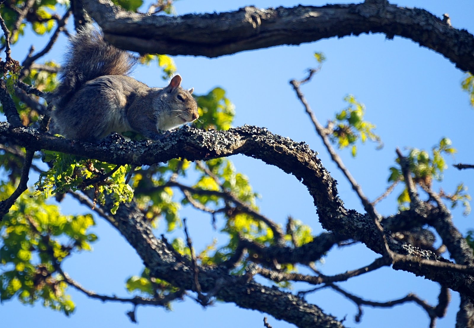Victoria Daily Photo: Indian Plums, Snickering Squirrel and the Elusive ...