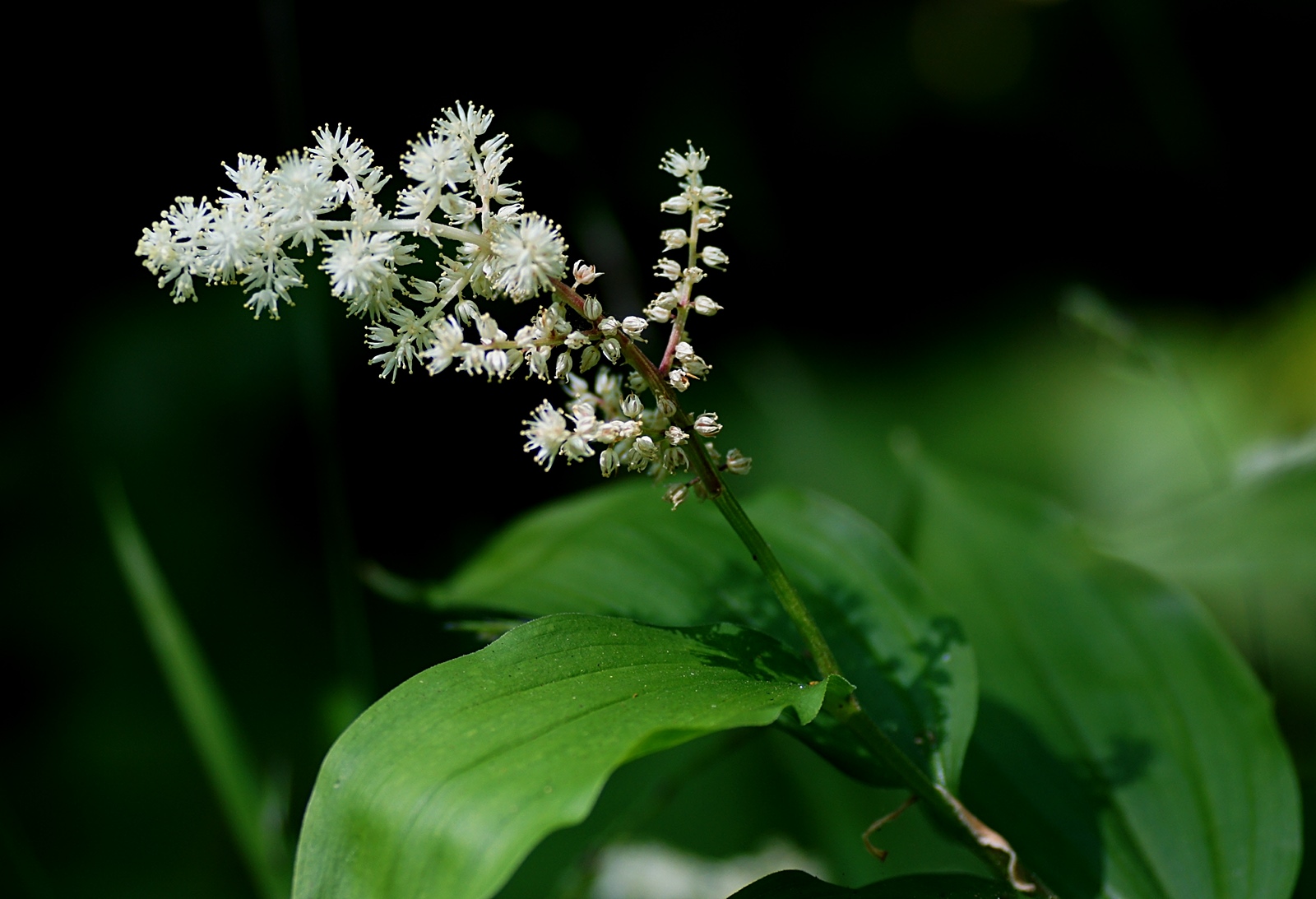 Victoria Daily Photo: False Solomon's Seal (Maianthemum racemosum)
