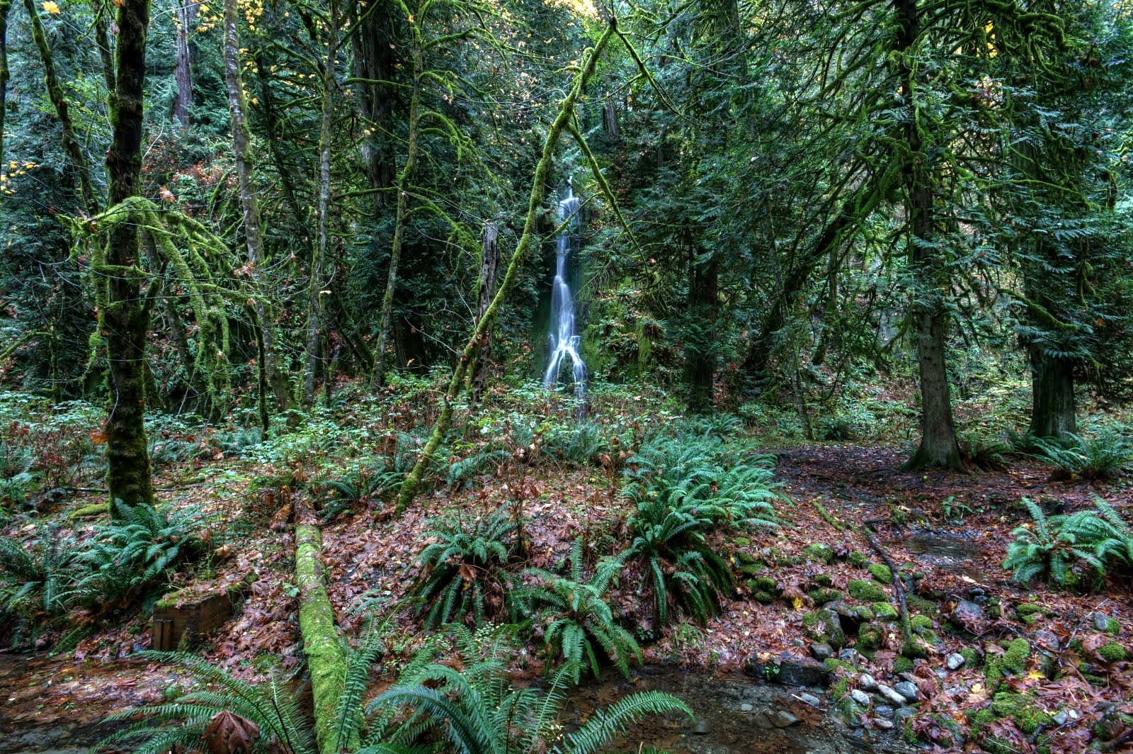 Victoria Daily Photo: Rain Forest