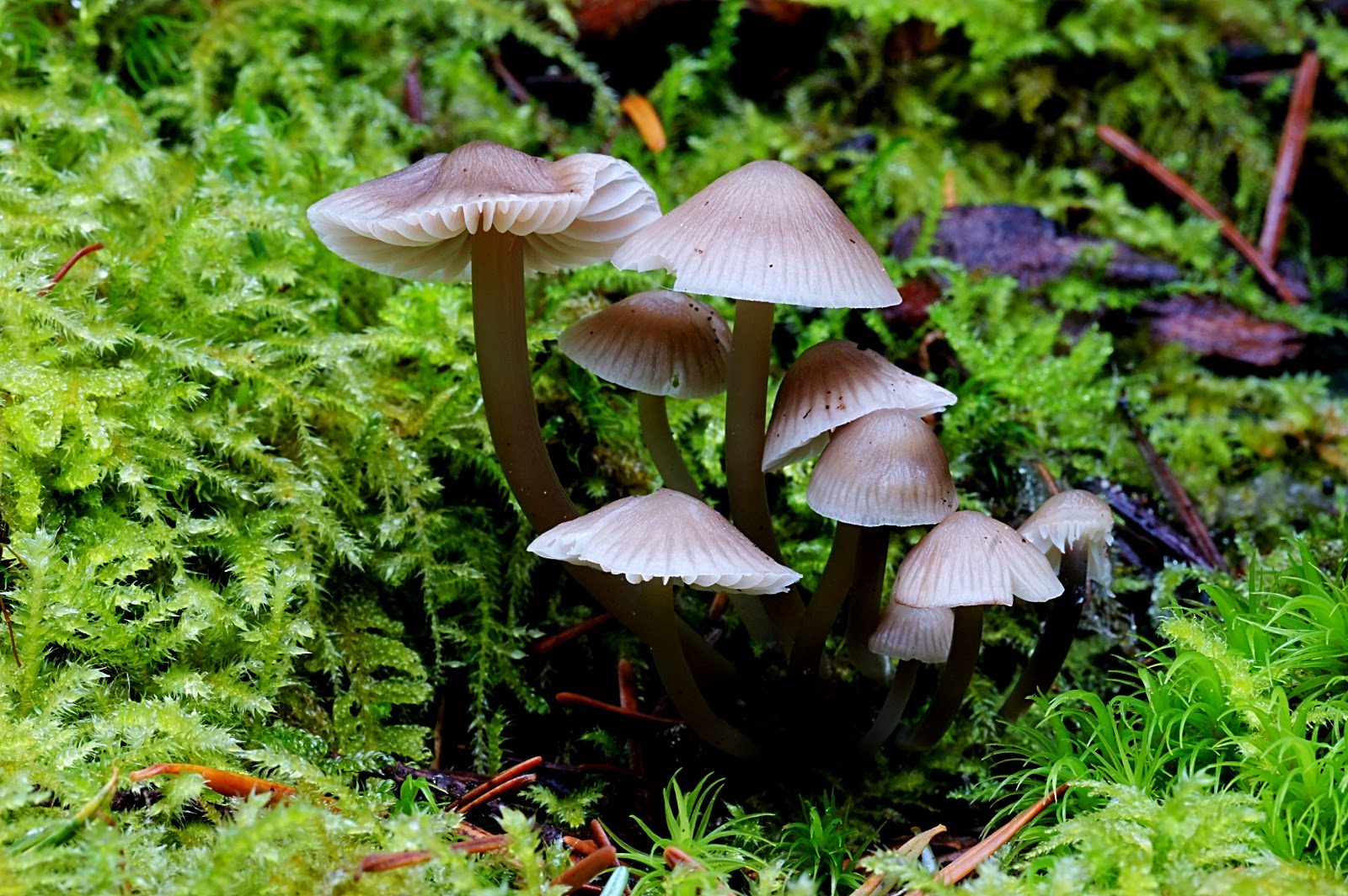 Victoria Daily Photo: Mycena Genus