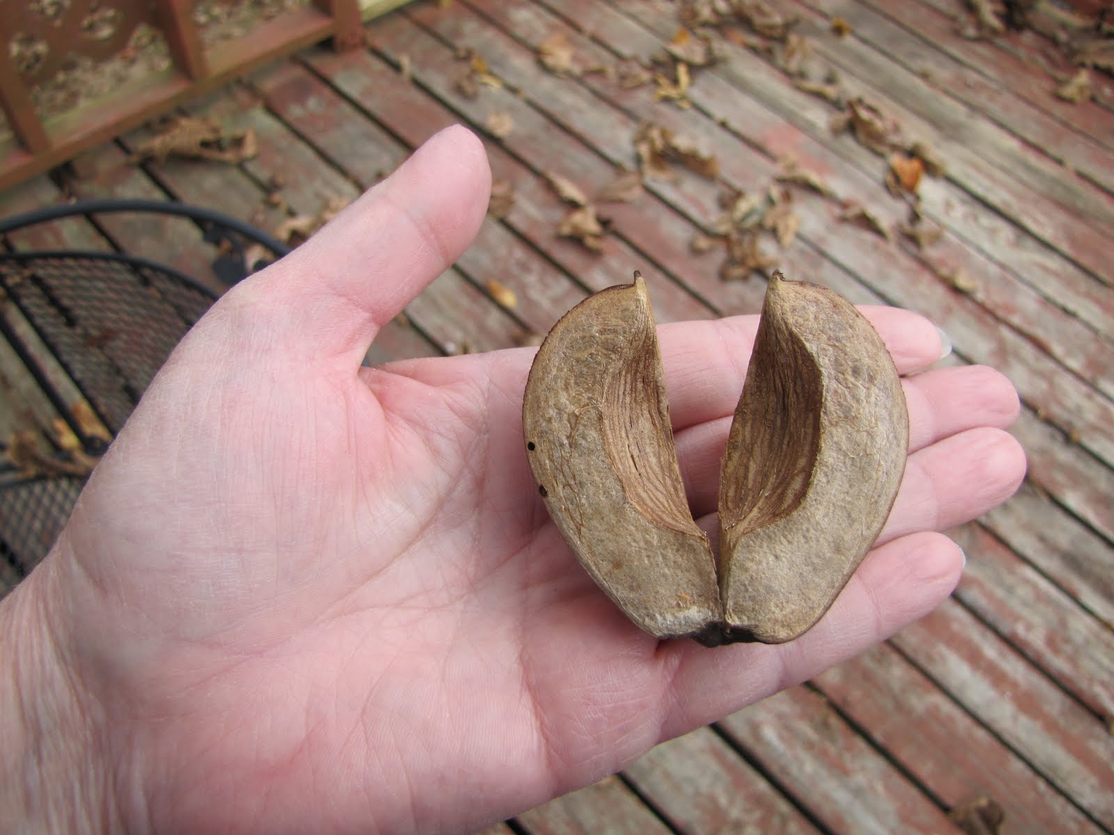 Gathering Hickory Nuts