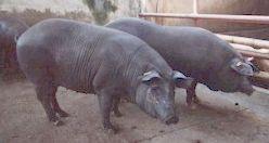 Alumnos al Dia: mejoramiento de cerdo criollo