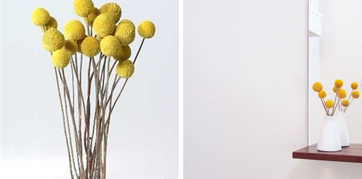 {BLACK. WHITE. YELLOW.}: Billy Buttons