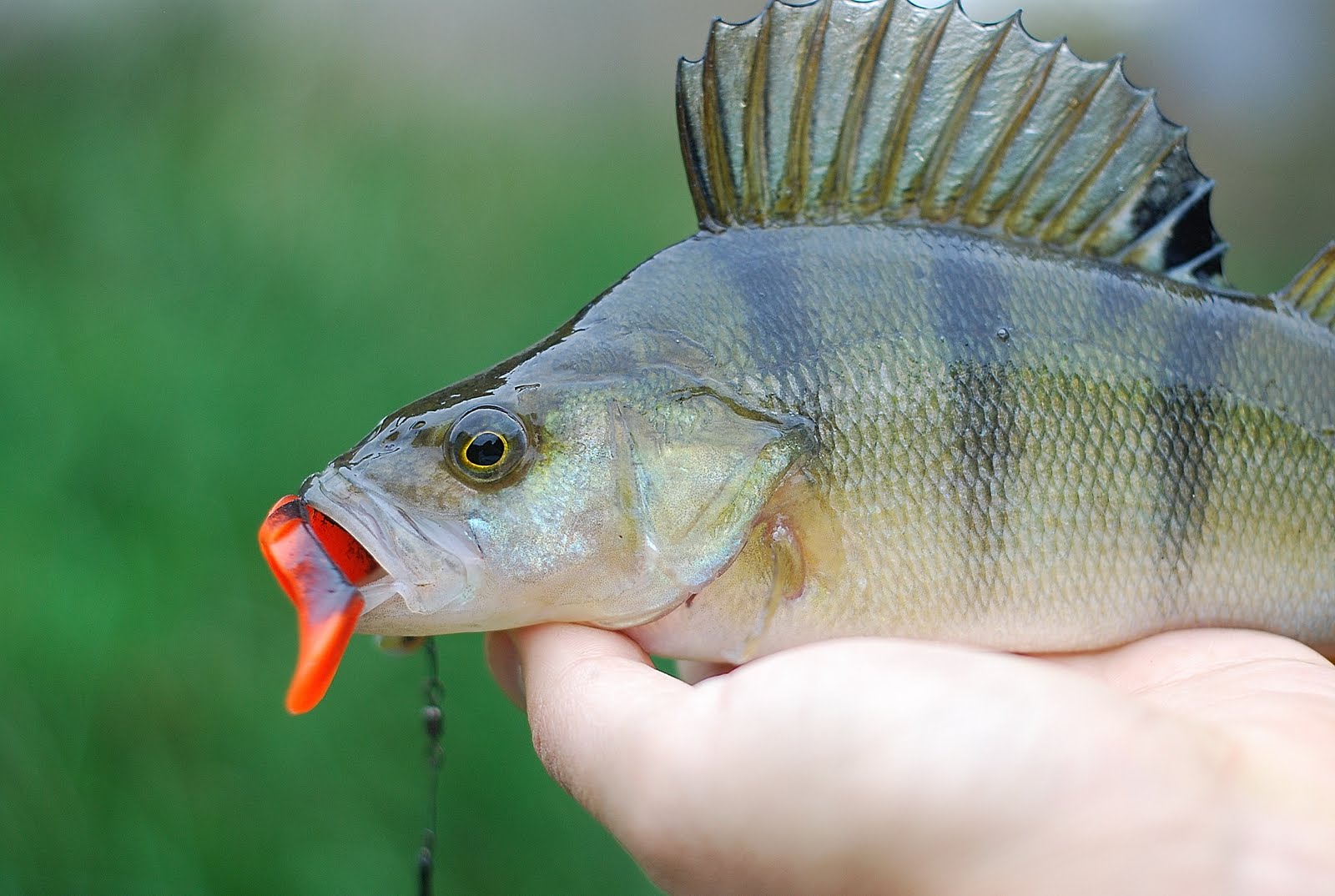 Wolfies Fishing Blog: Bring on the Perch