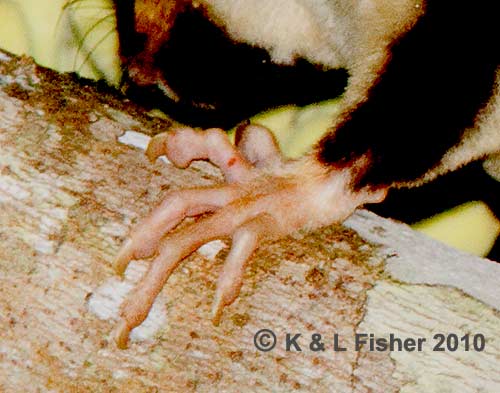 Kingfisher Park Birdwatchers Lodge (old): 18th July 2010 Report