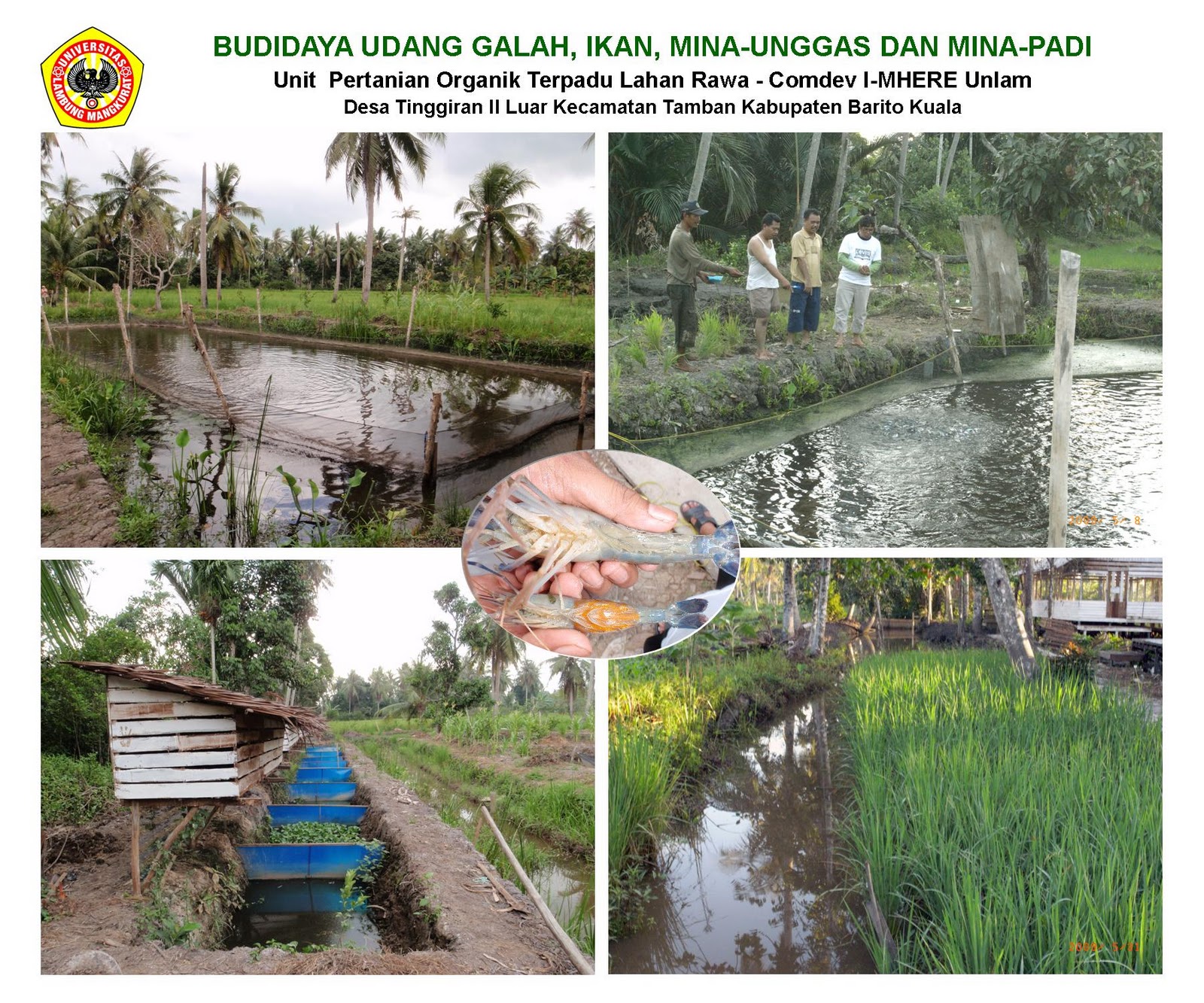 PERTANIAN ORGANIK TERPADU LAHAN RAWA DI KALIMANTAN SELATAN