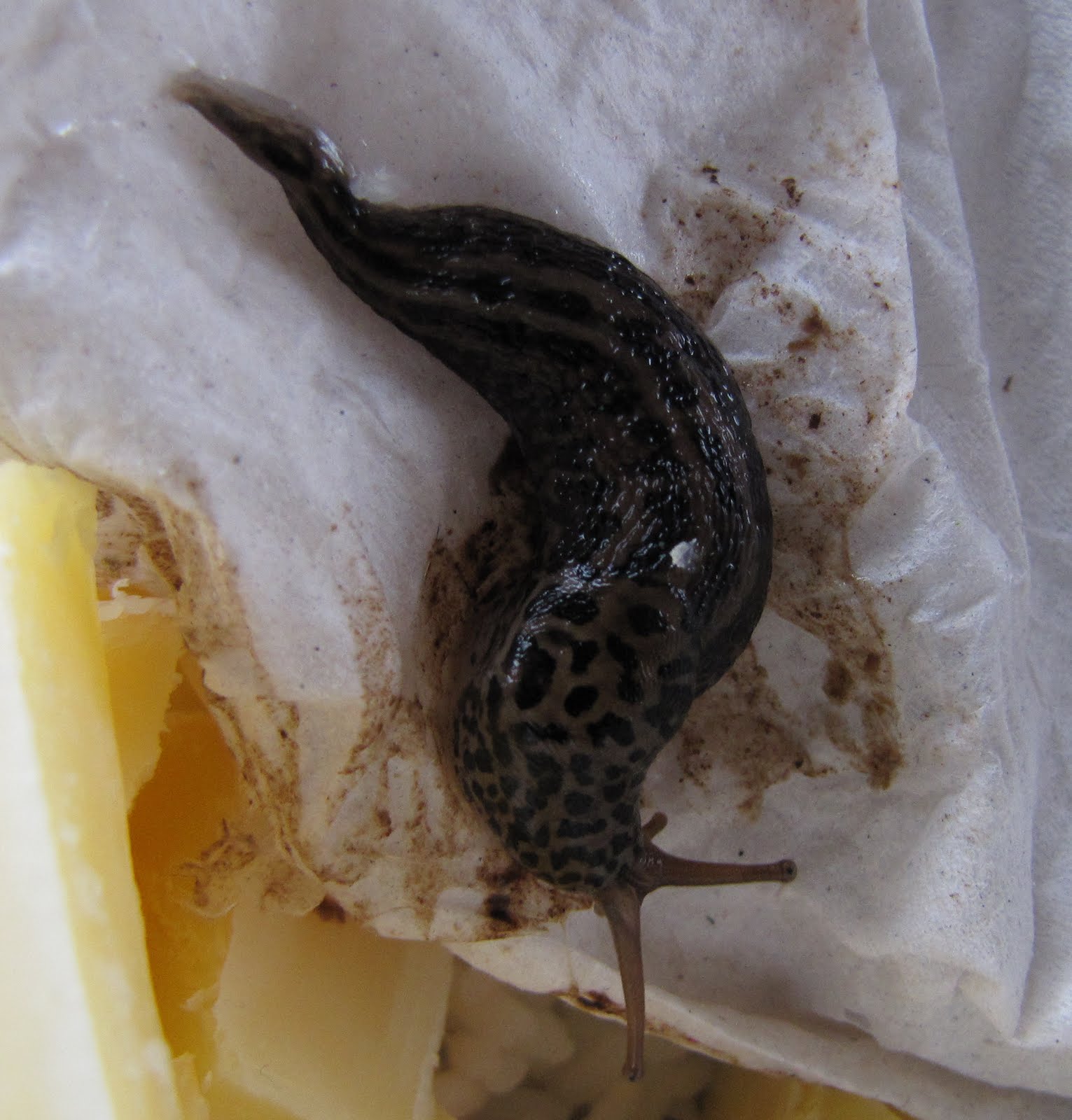 Pius och Co på Gotland: En snigel i hallen
