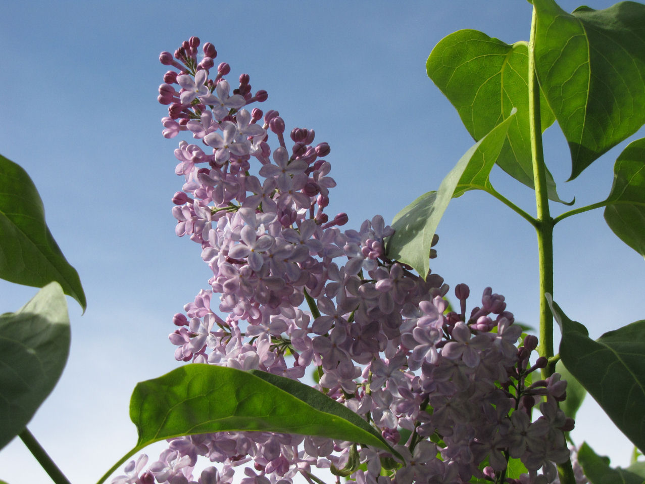 Pius och Co på Gotland: Mina blommiga bilder