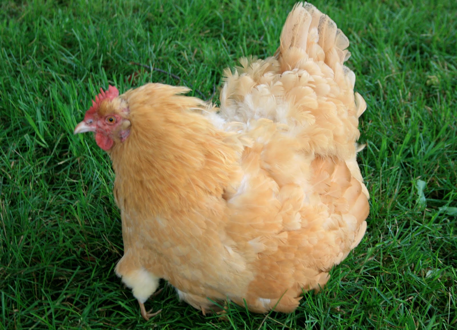 Squash Blossom Farm: Here a Chick, There a Chick, Everywhere a Chick Chick