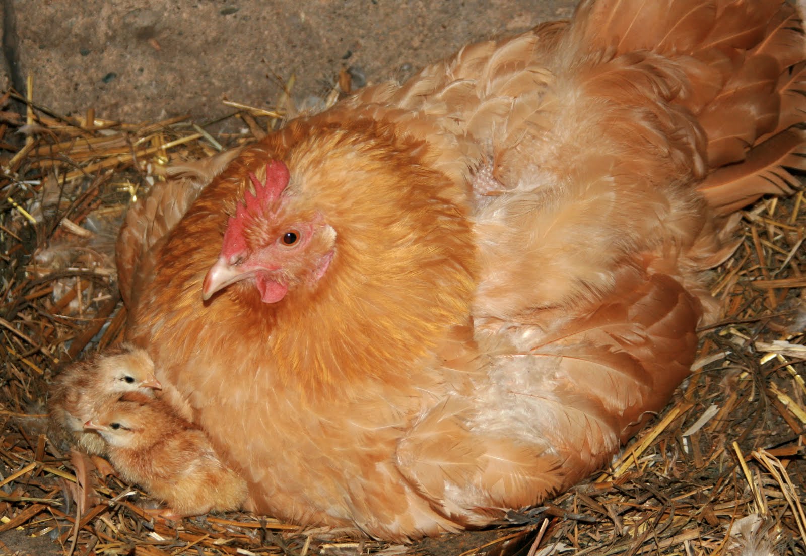 Squash Blossom Farm: Here a Chick, There a Chick, Everywhere a Chick Chick