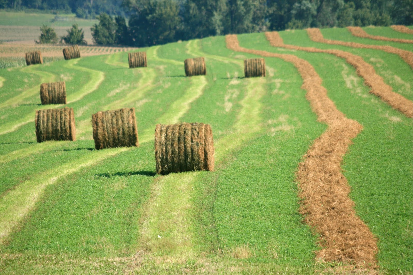 Squash Blossom Farm: Hay, Good Looking!