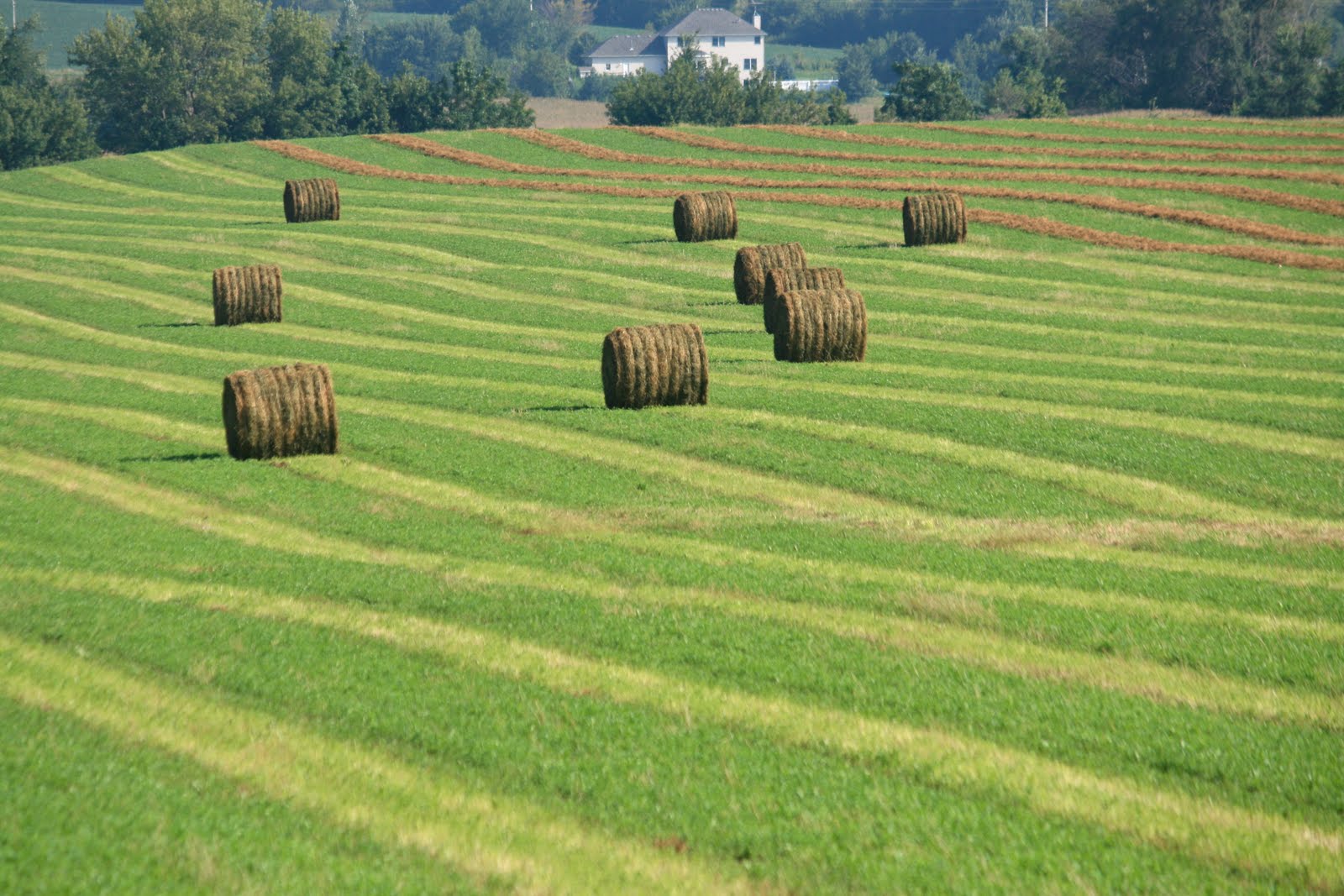 Growing Vegetables In Hay