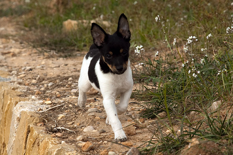 RATER VALENCIÀ. CRÍA Y SELECCIÓN: GOS RATER VALENCIA