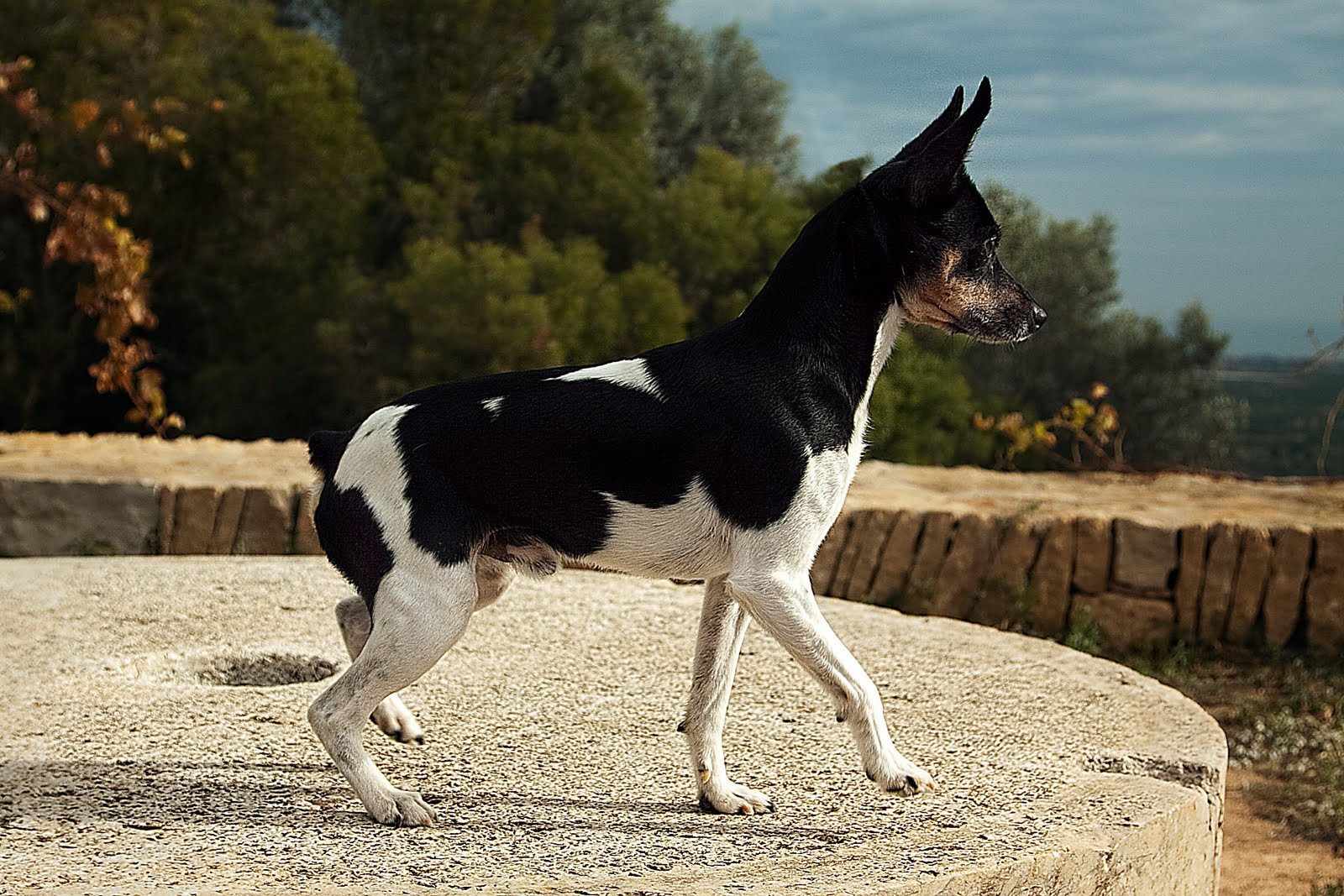 RATER VALENCIÀ. CRÍA Y SELECCIÓN: GOS RATER VALENCIA