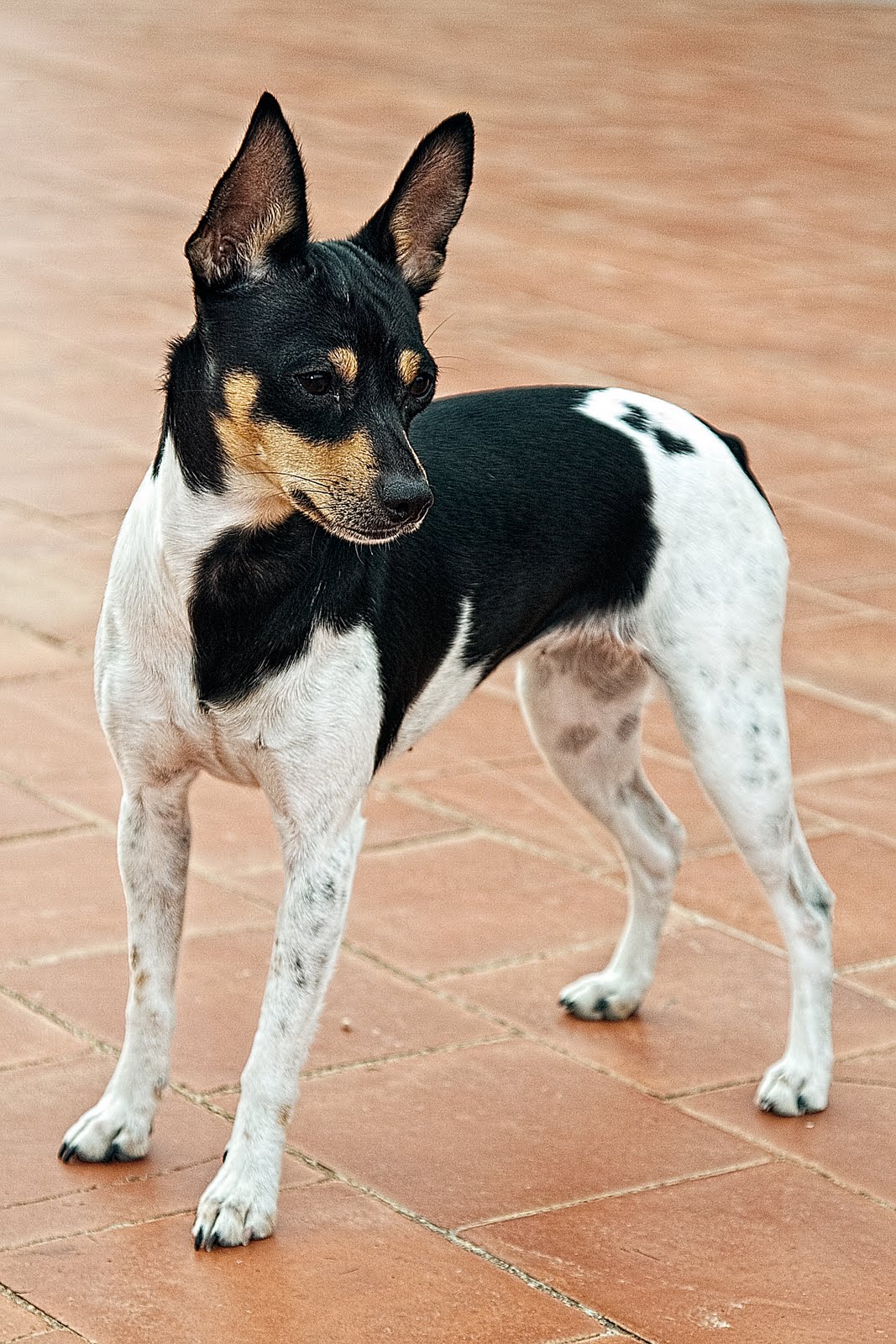 RATER VALENCIÀ. CRÍA Y SELECCIÓN: GOS RATER VALENCIA