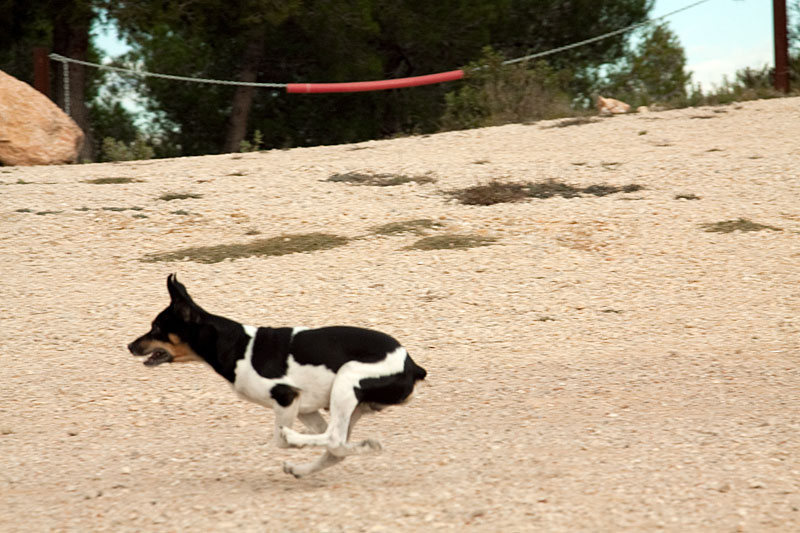 RATER VALENCIÀ. CRÍA Y SELECCIÓN: RATER VALENCIA.MAS FOTOS